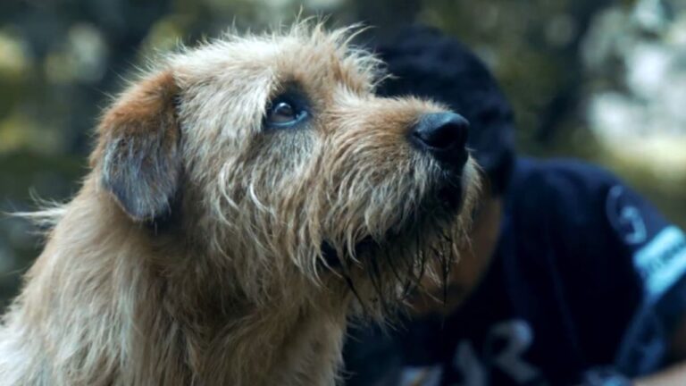 What happened to the dog in Arthur the King in real life?